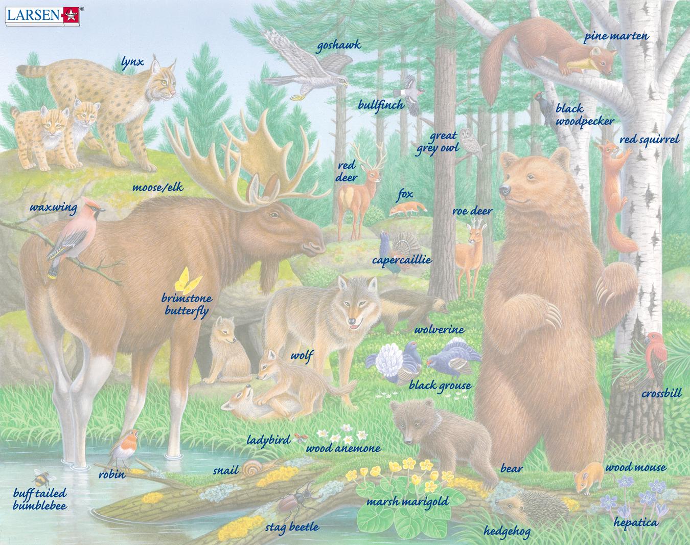FH36 - Wildlife of the Northern Forest :: Animals :: Puzzles :: Larsen ...