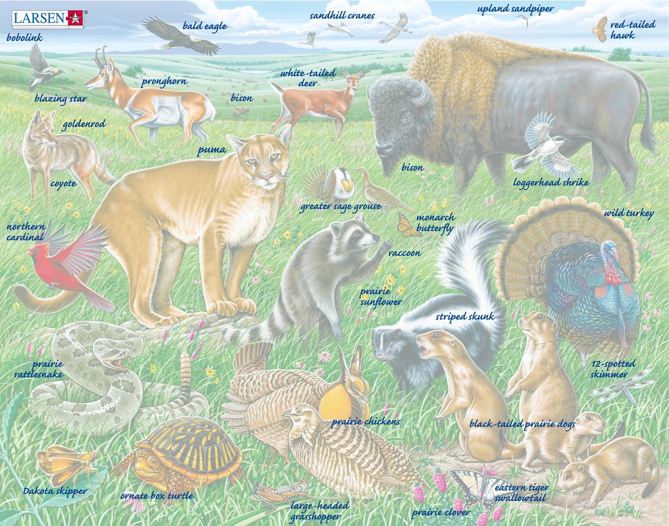 FH40 - Wildlife on the Great American Prairie :: Animals :: Puzzles ...