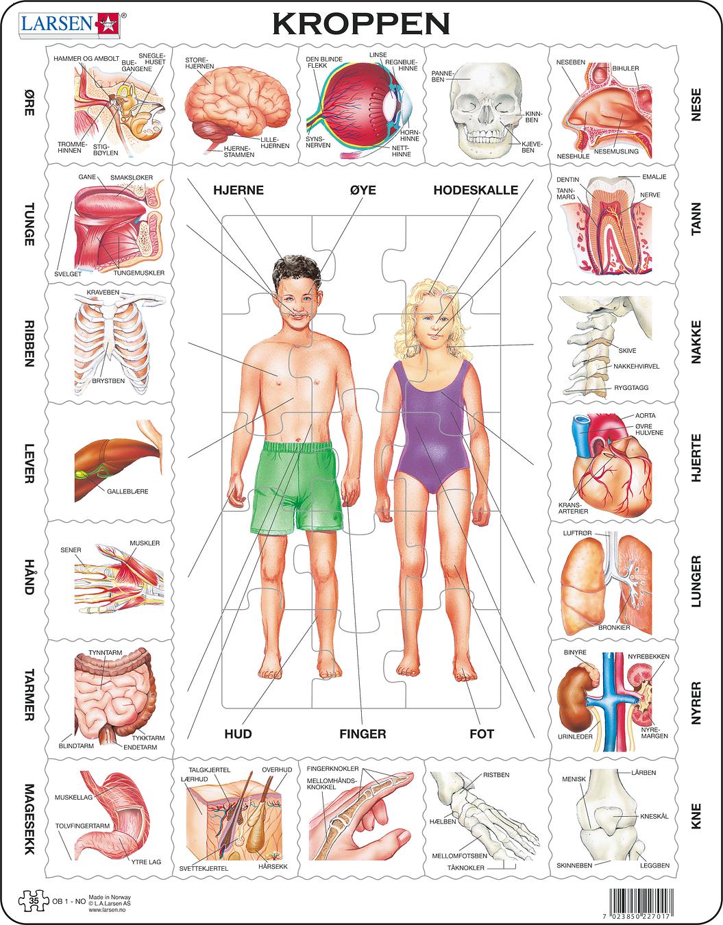 OB1 - Kroppen vår :: Vitenskap og fakta :: Puslespill :: Larsen puslespill