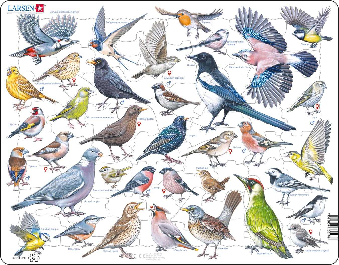 ZOO4 - Garden Birds :: Animals :: Puzzles :: Larsen Puzzles