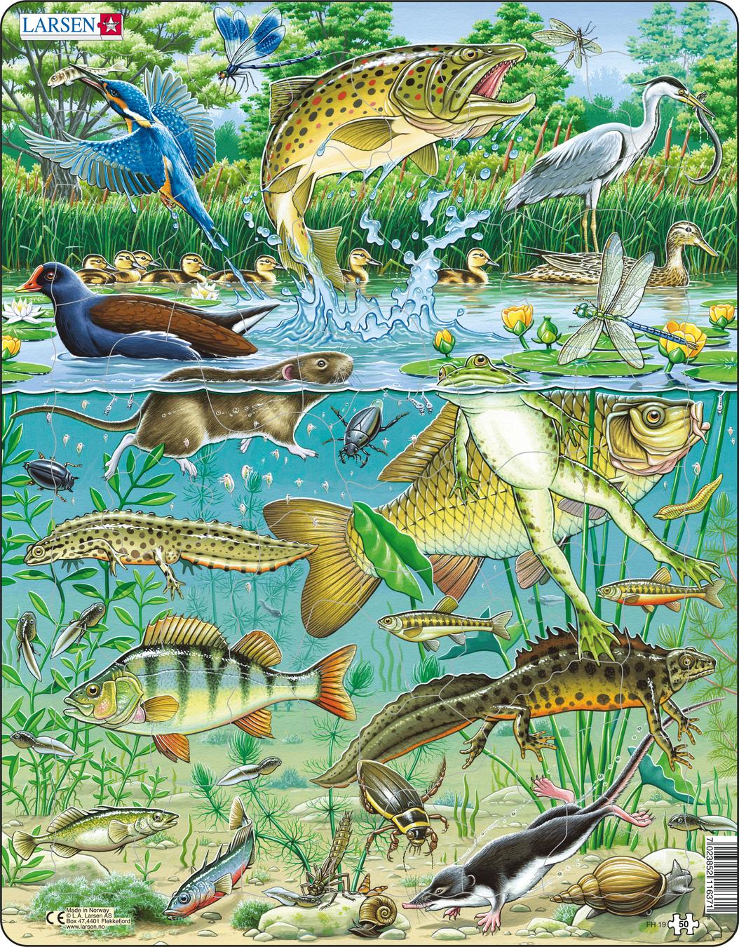 FH19 - European Aquatic Pond Ecosystem :: Animals :: Puzzles :: Larsen ...